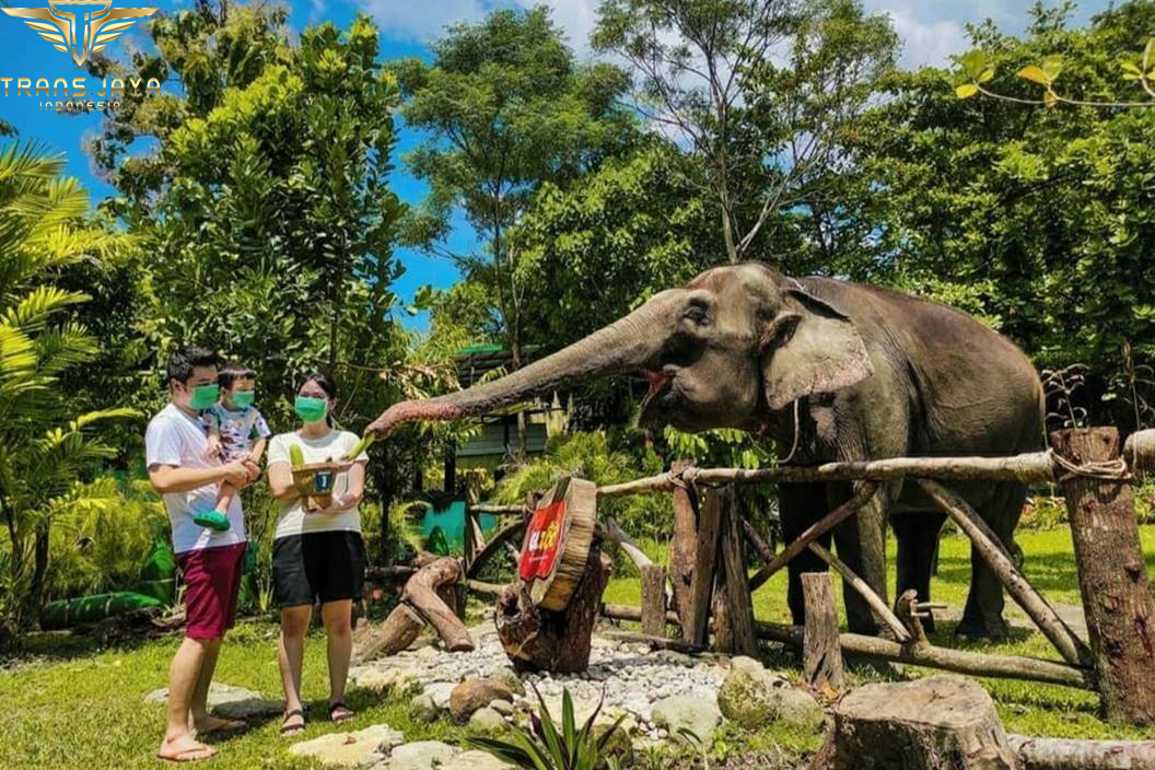 8 Kebun Binatang Terbaik di Indonesia - Trans Jaya Indonesia